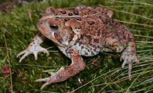 American Toad (Anaxyrus americanus)