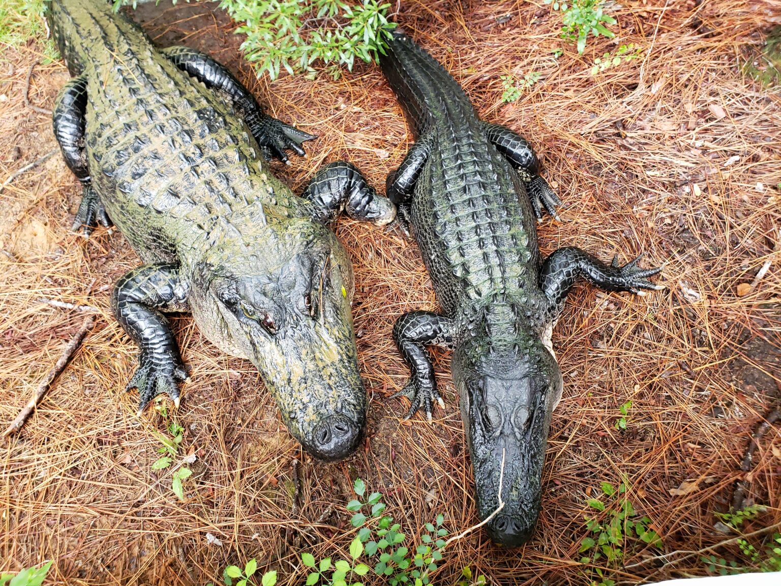 Alligators of South Carolina and Georgia