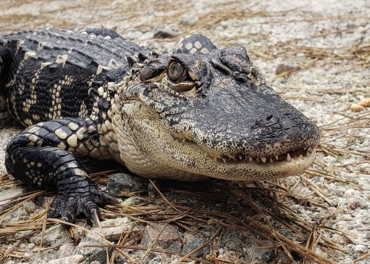 Alligators of South Carolina and Georgia