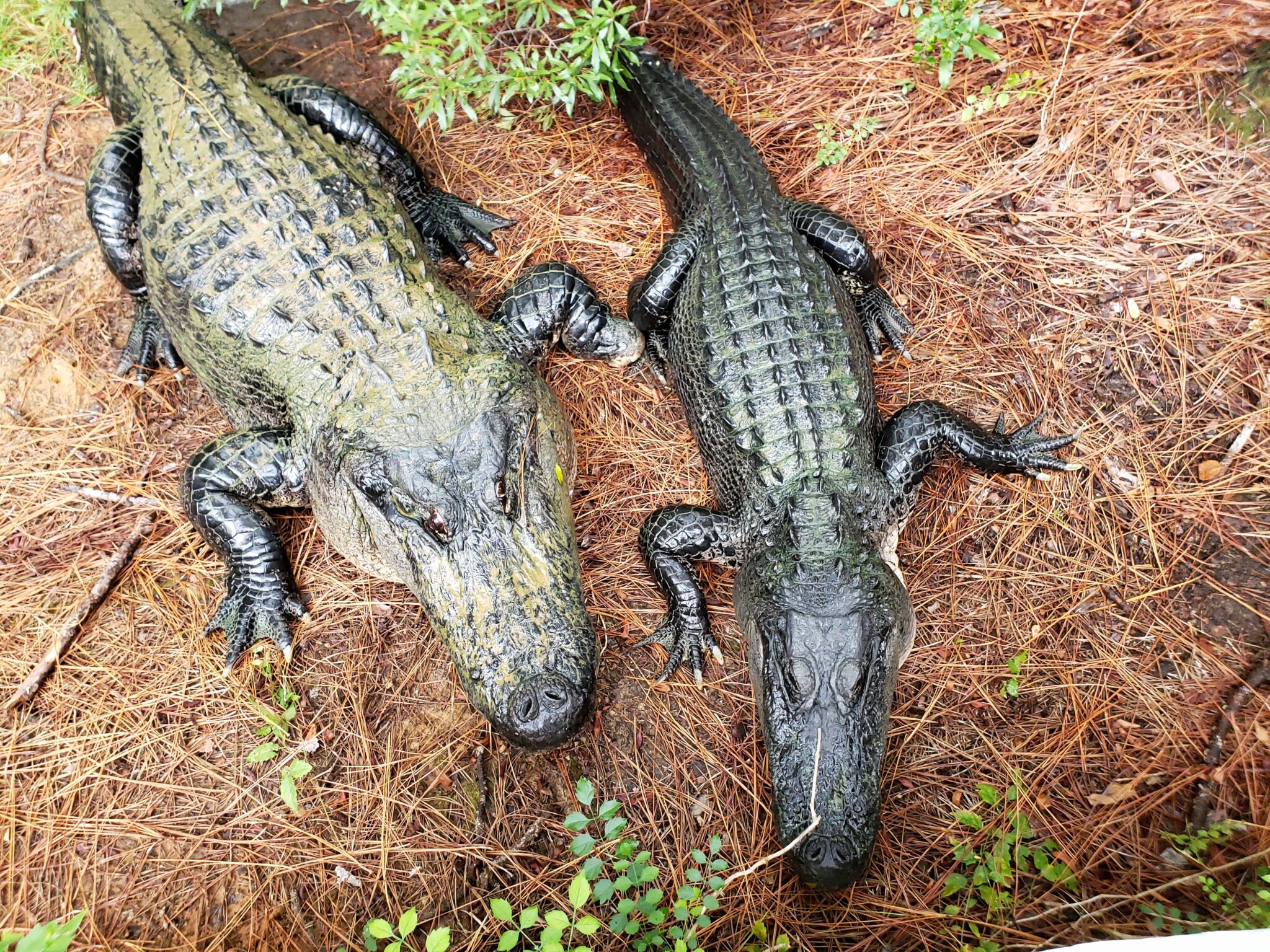 Alligators of South Carolina and Georgia