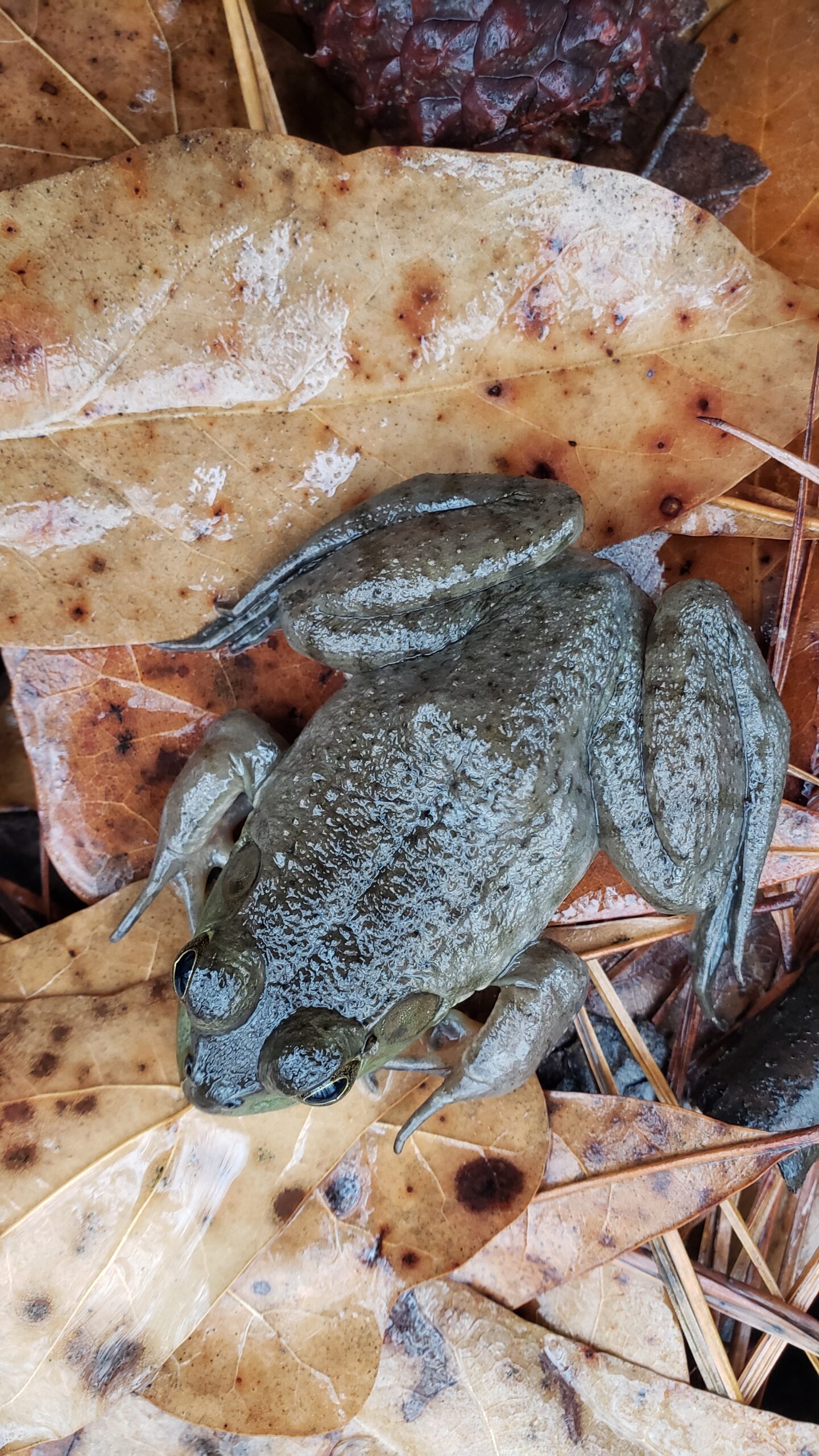 Bullfrog (Rana [Lithobates] catesbeiana)