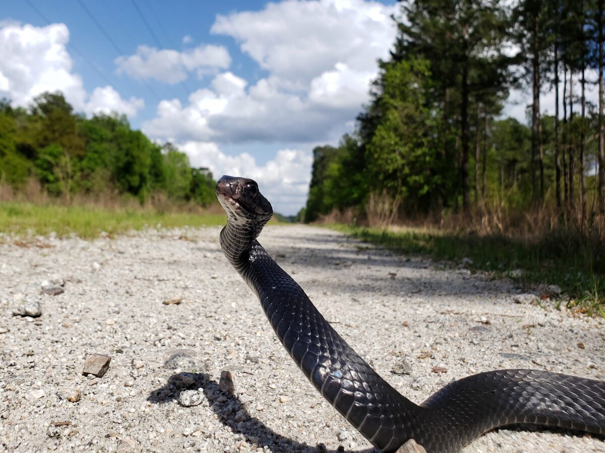 Black Racer (Coluber constrictor)