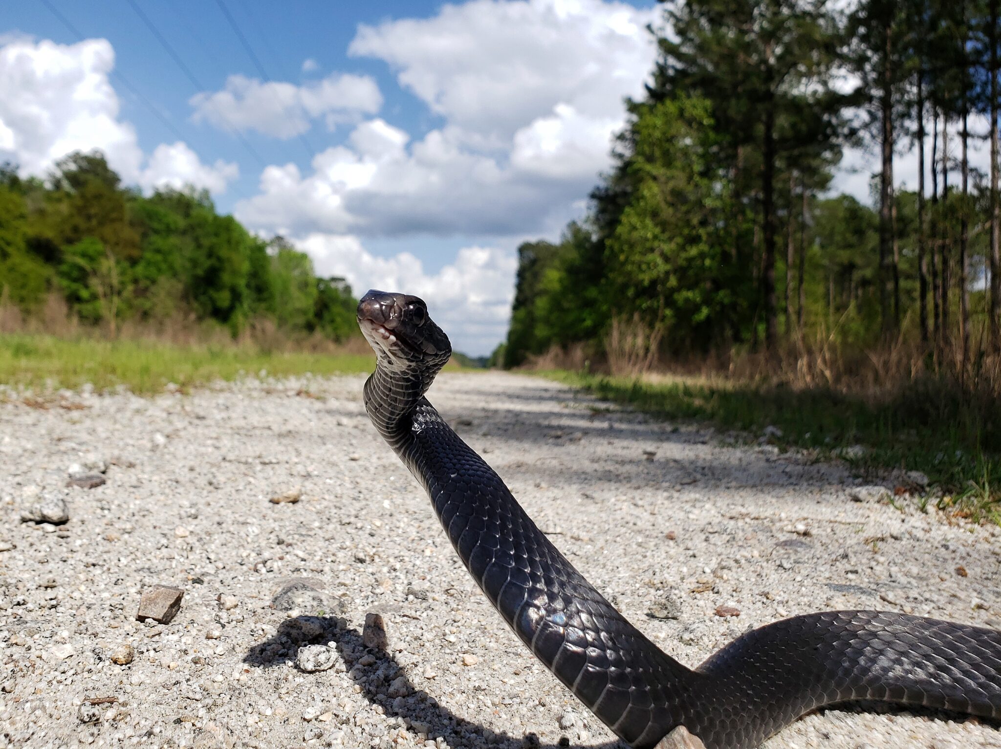 Black Racer (Coluber constrictor)