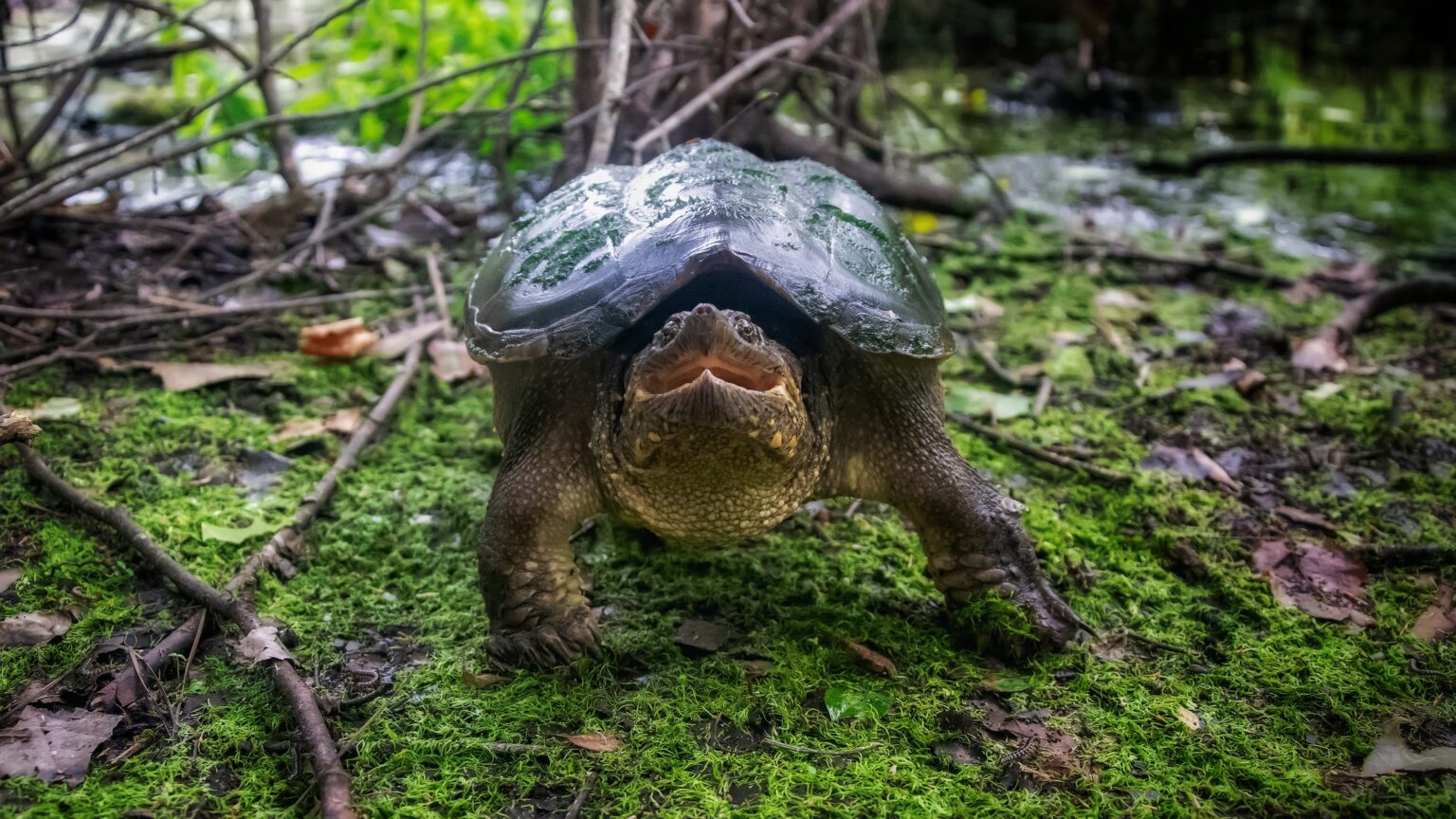 Common Snapping Turtle (Chelydra serpentina)