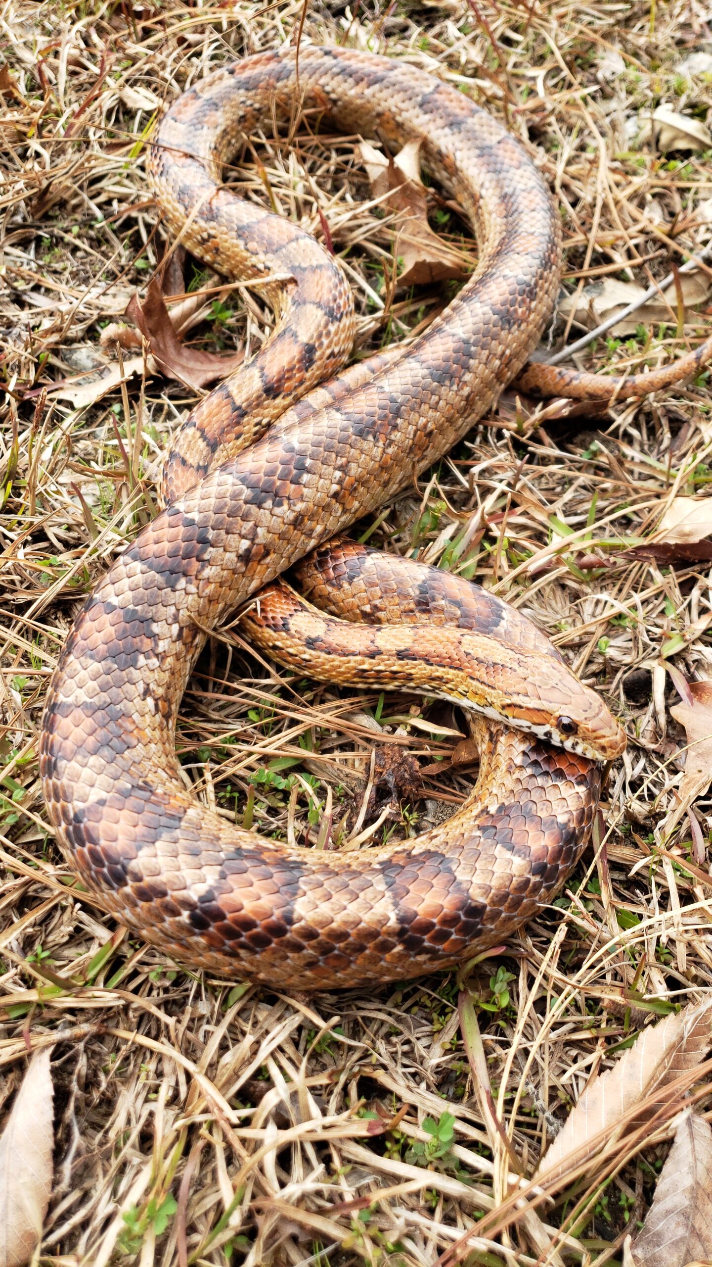 Corn Snake (Elaphe [Pantherophis] guttata)