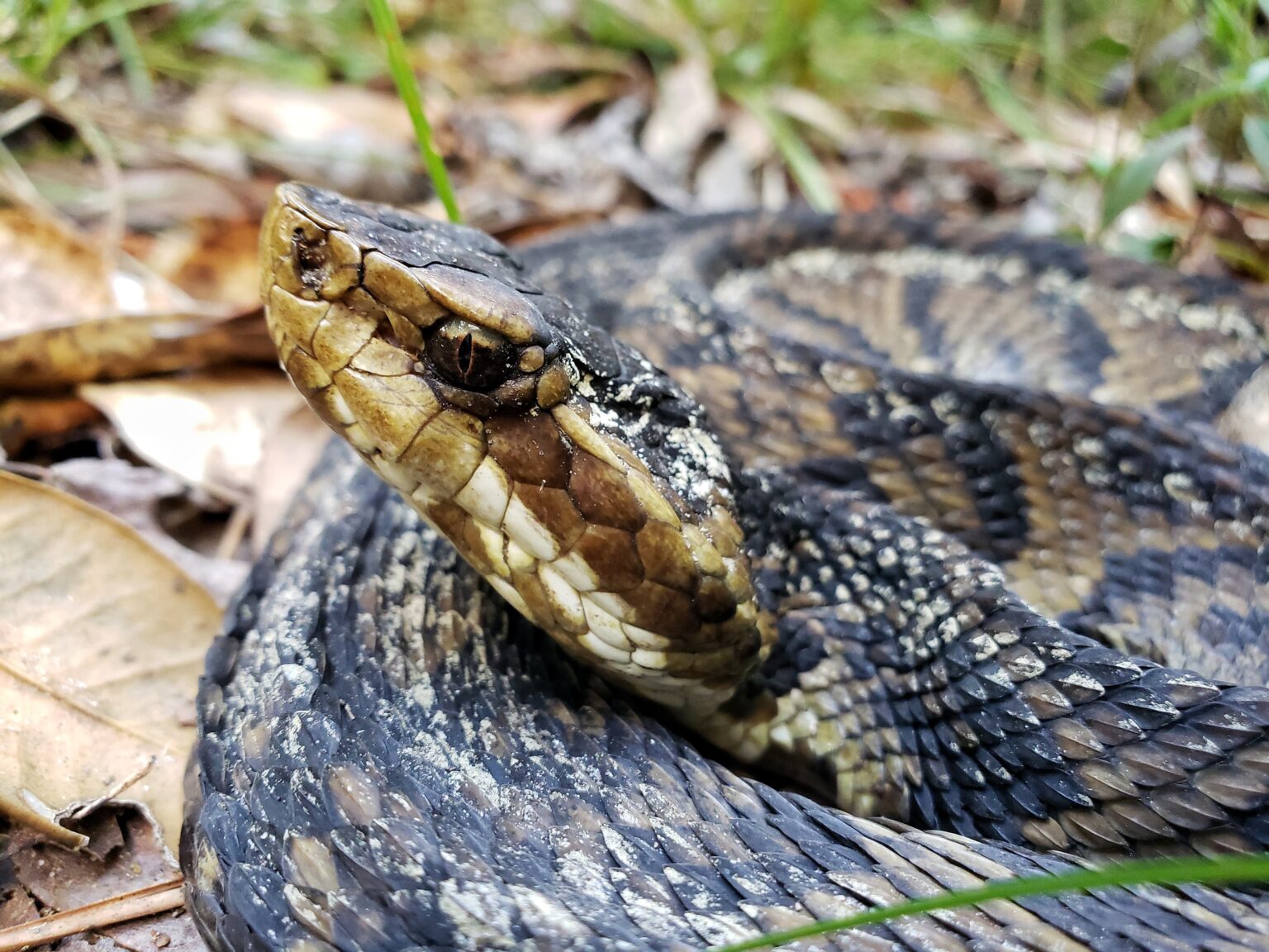 Cottonmouth / Water Moccasin (Agkistrodon piscivorus) – Venomous