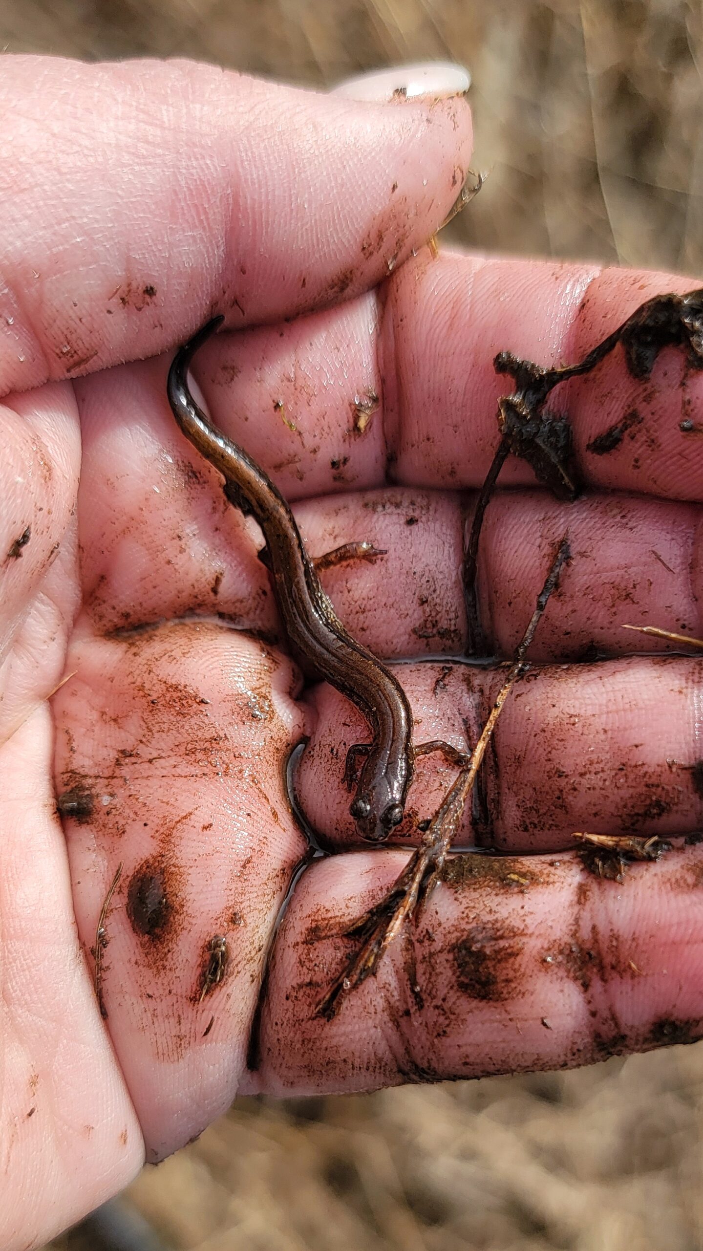 Dwarf Salamander (Eurycea quadridigitata)
