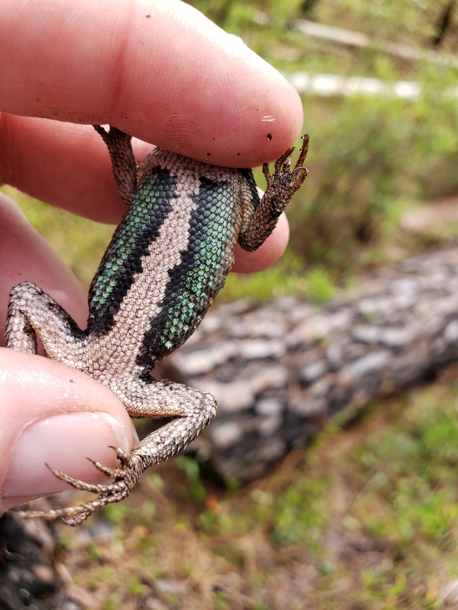 Eastern Fence Lizard (Sceloporus undulatus)