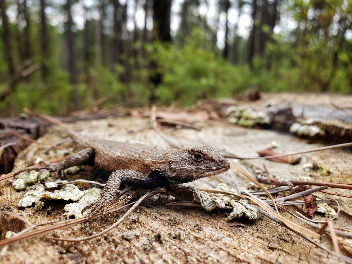 Eastern Fence Lizard (Sceloporus undulatus)