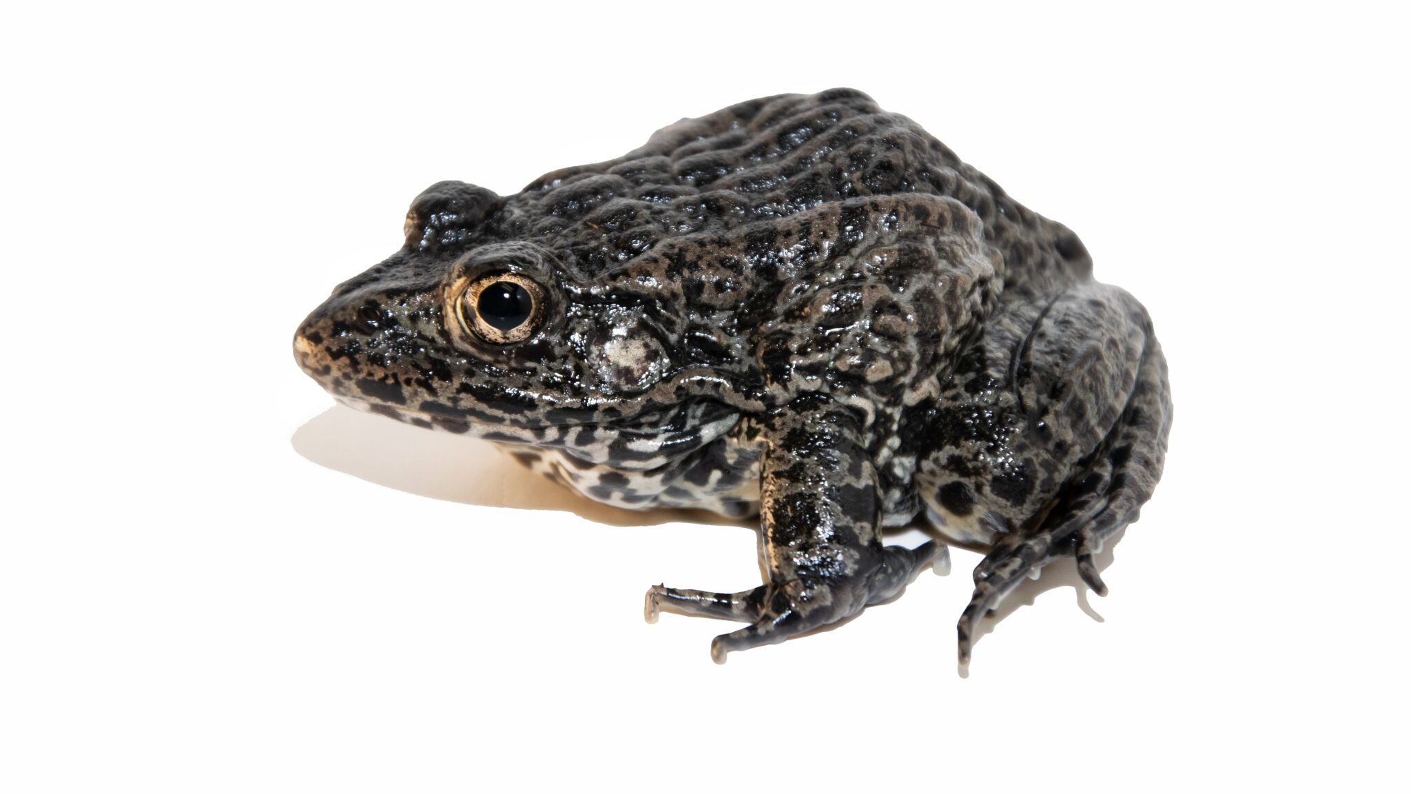 Gopher Frog (Rana [Lithobates] capito)