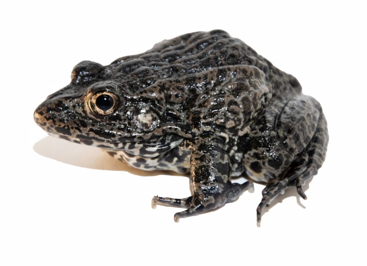 Gopher Frog (Rana [Lithobates] capito)
