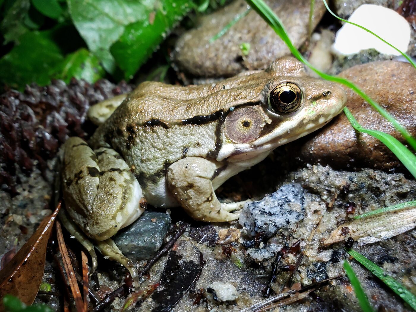 Green / Bronze Frog (Lithobates clamitans)