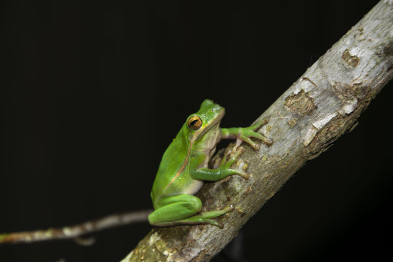 Green Treefrog (Hyla cinerea)