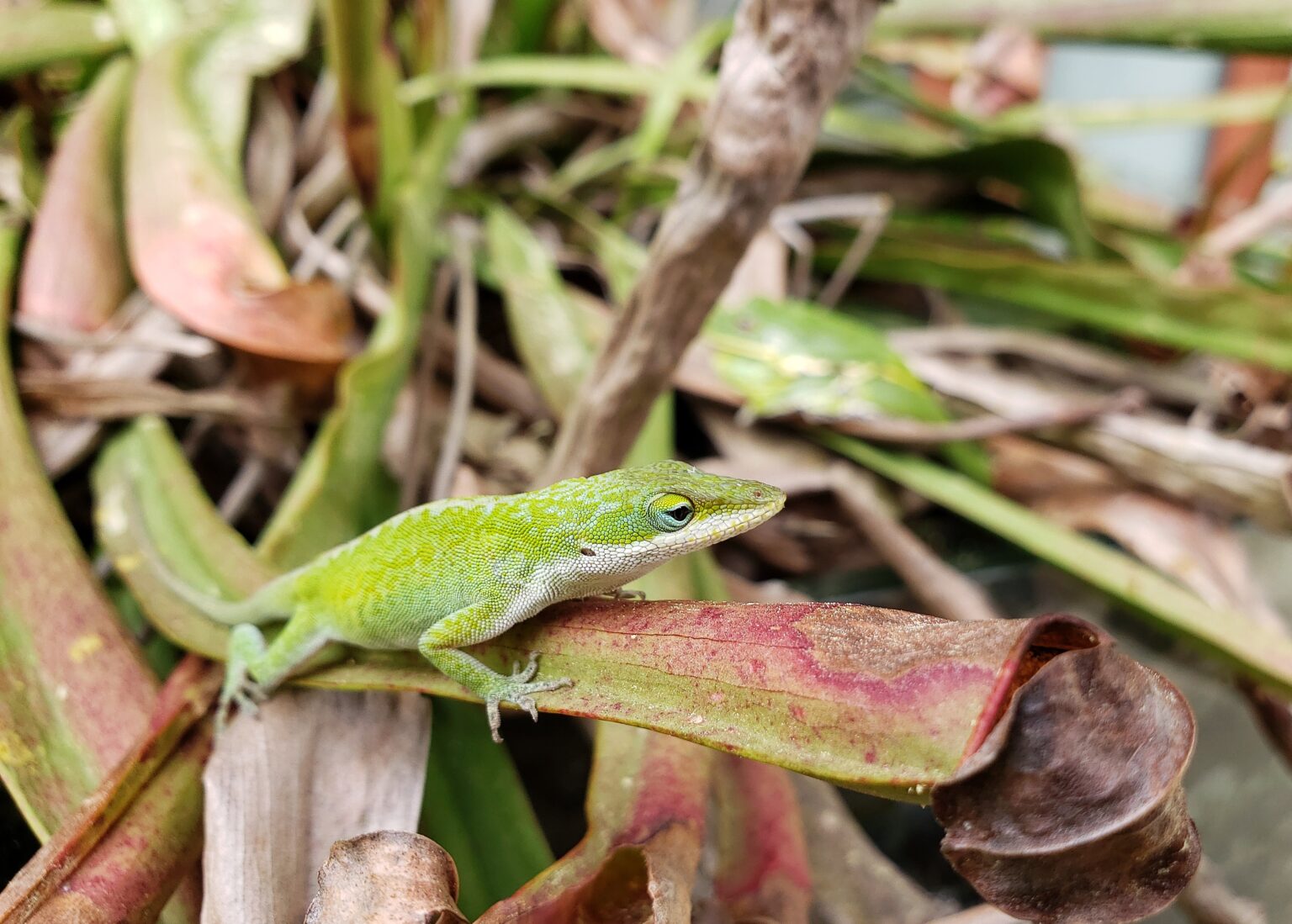 Green Anole (Anolis carolinensis)