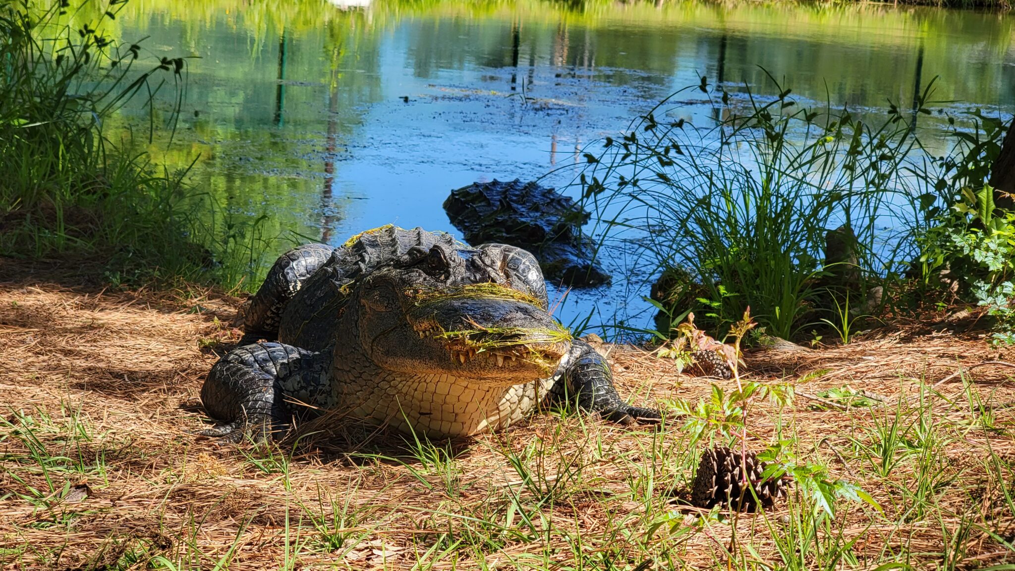 Alligators of South Carolina and Georgia
