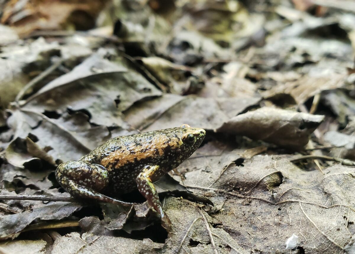 Eastern Narrowmouth Toad (Gastrophryne carolinensis)