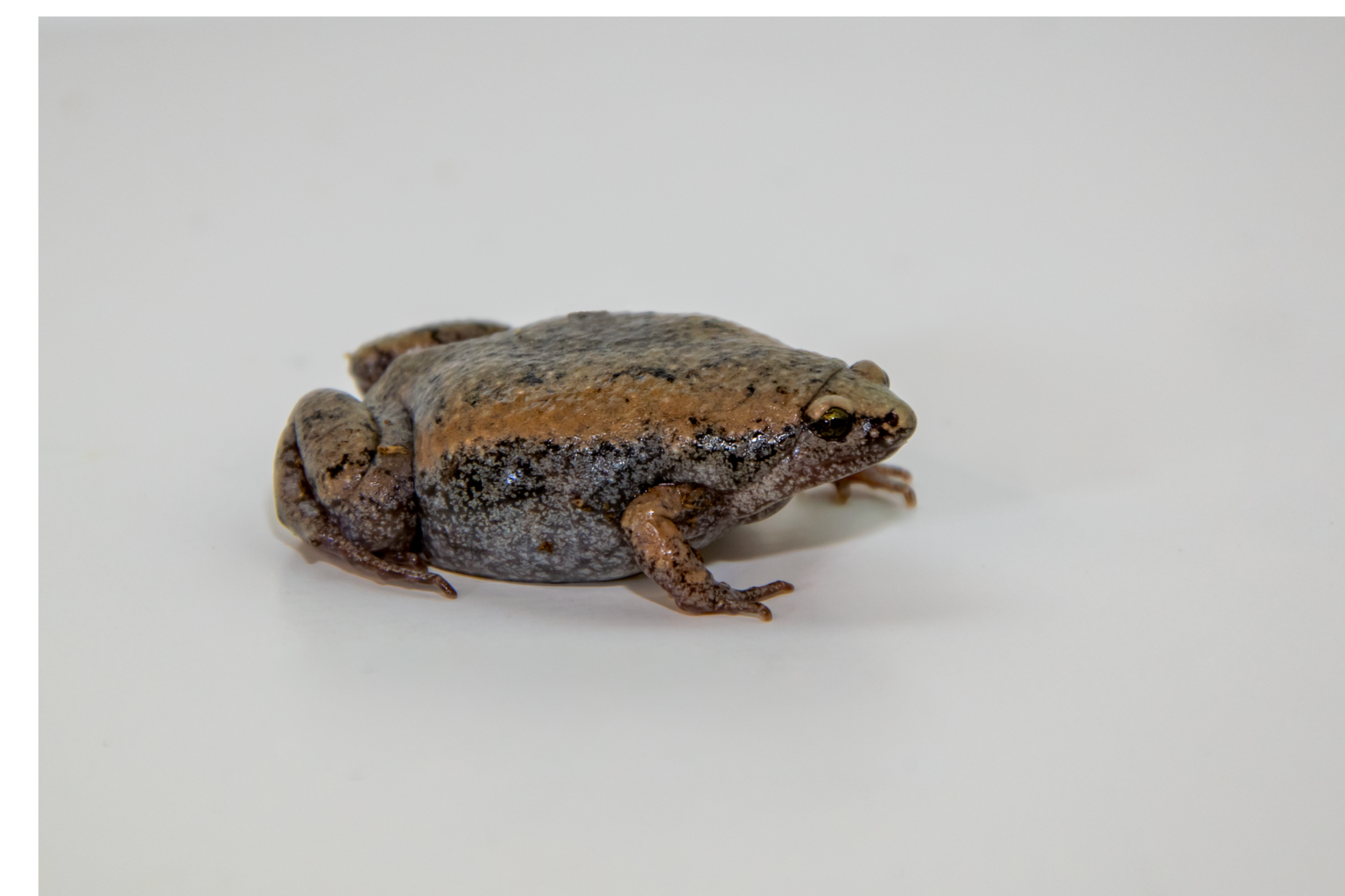 Eastern Narrowmouth Toad (Gastrophryne carolinensis)