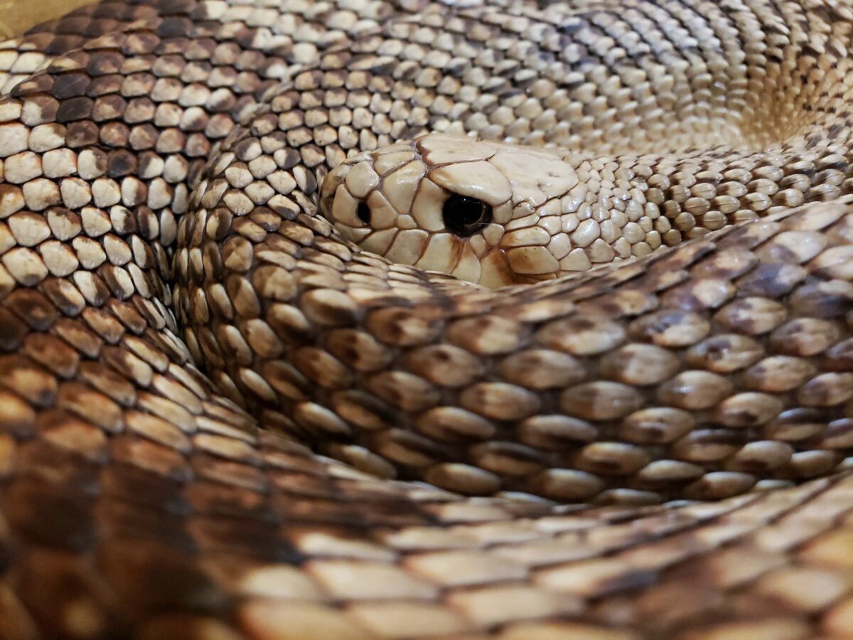 Pine Snake (Pituophis melanoleucus)