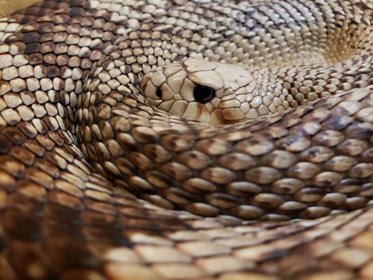 Pine Snake (Pituophis melanoleucus)
