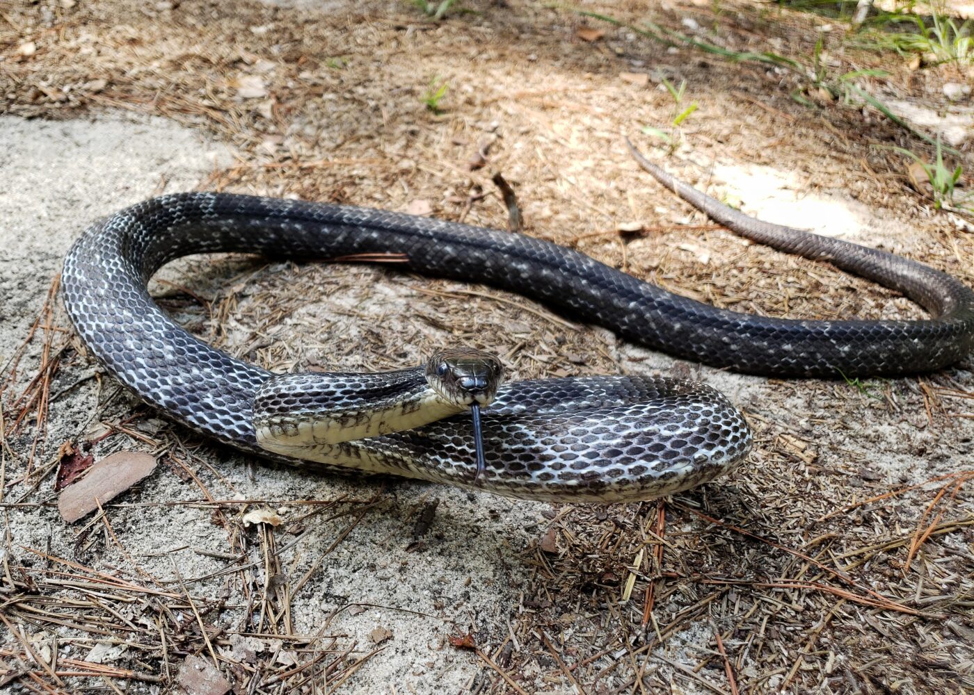 Rat Snake (Pantherophis obsoletus alleghaniensis)