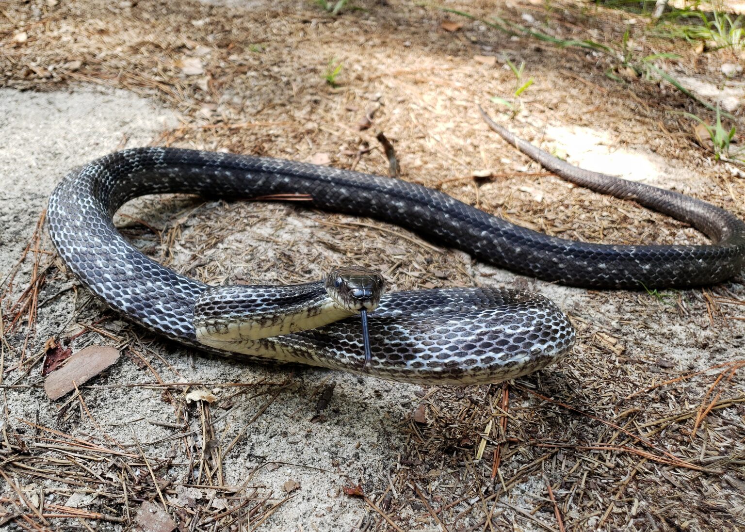 Rat Snake (Pantherophis obsoletus alleghaniensis)
