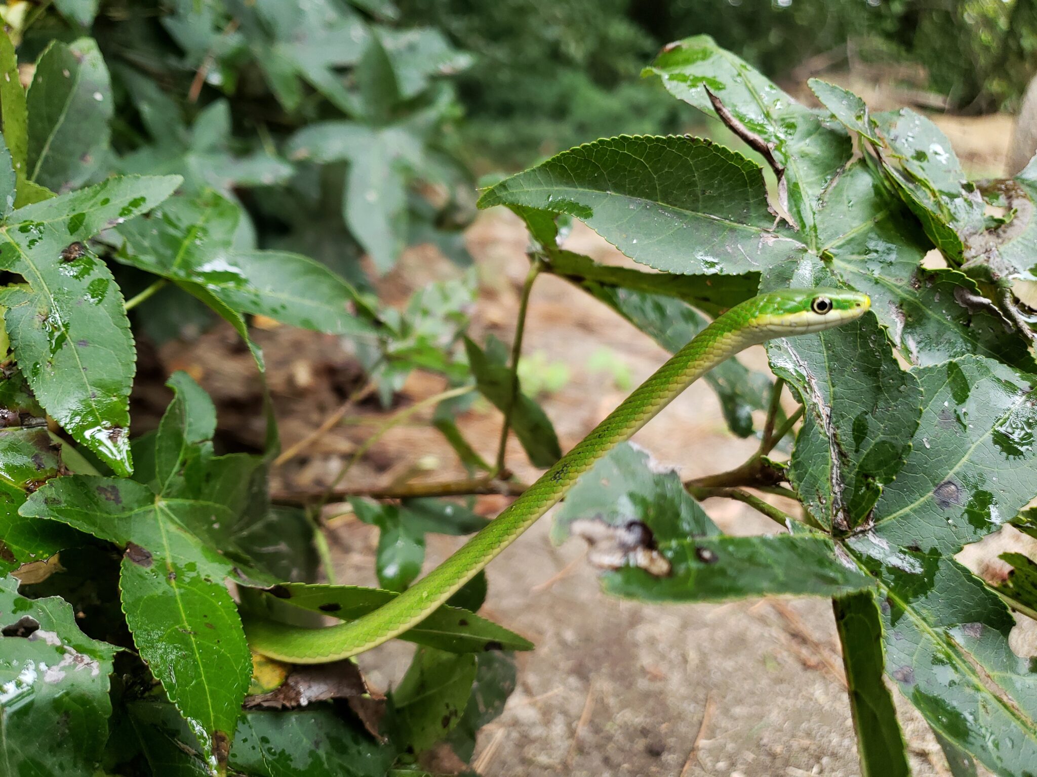 Rough Green Snake (Opheodrys aestivus)
