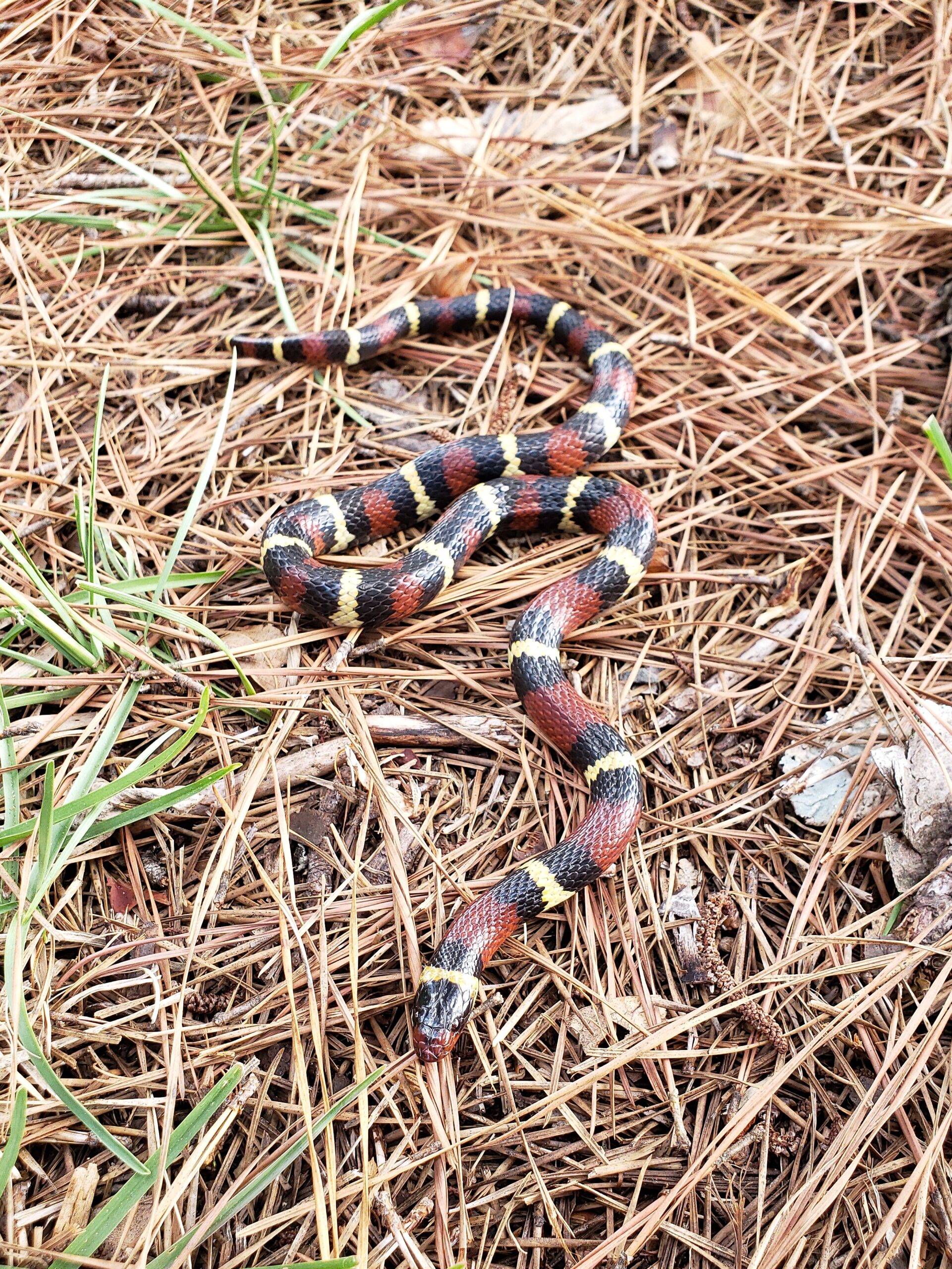 Scarlet Kingsnake / Eastern Milksnake (Lampropeltis triangulum)