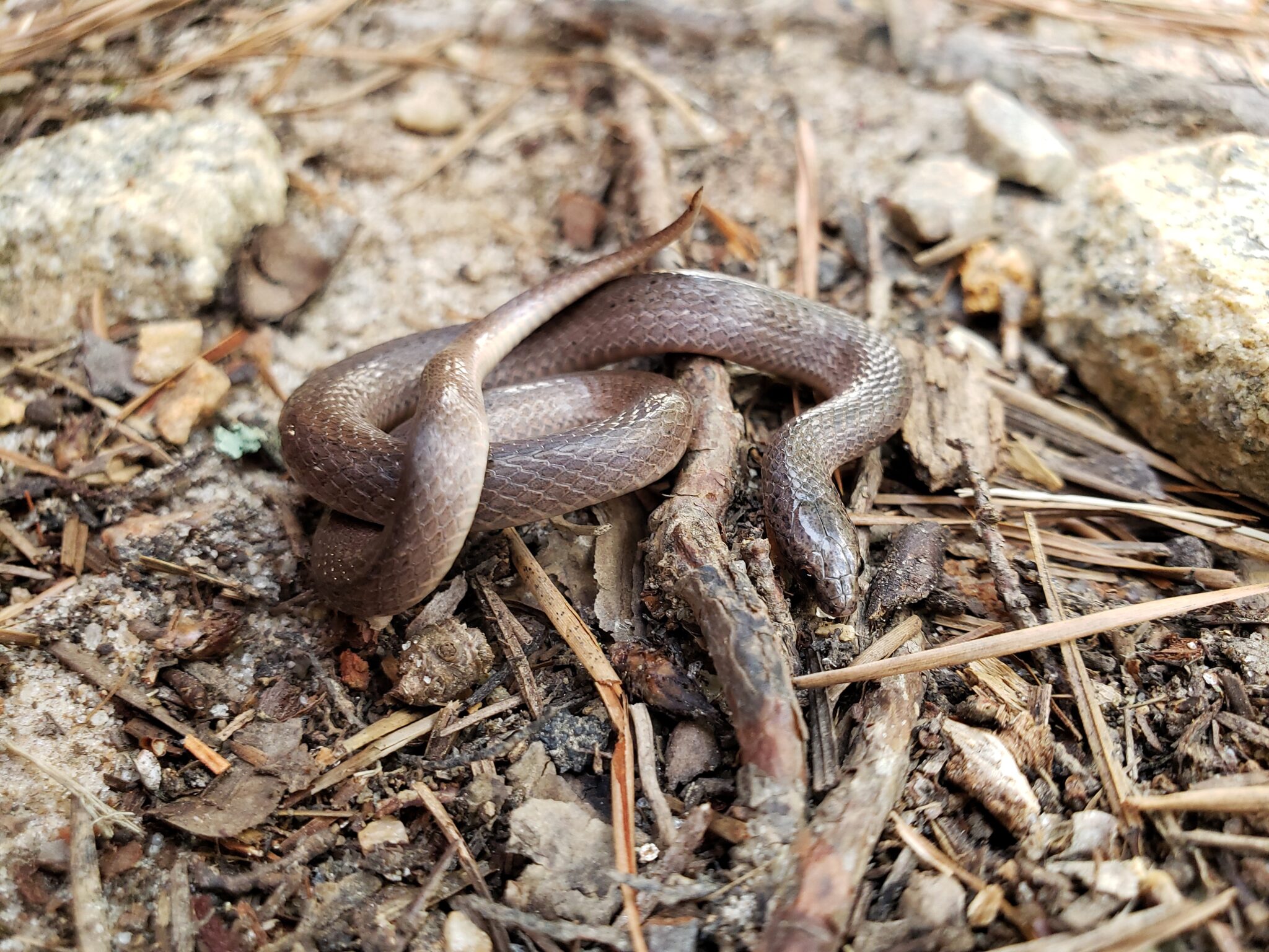 Smooth Earth Snake (Virginia valeriae)