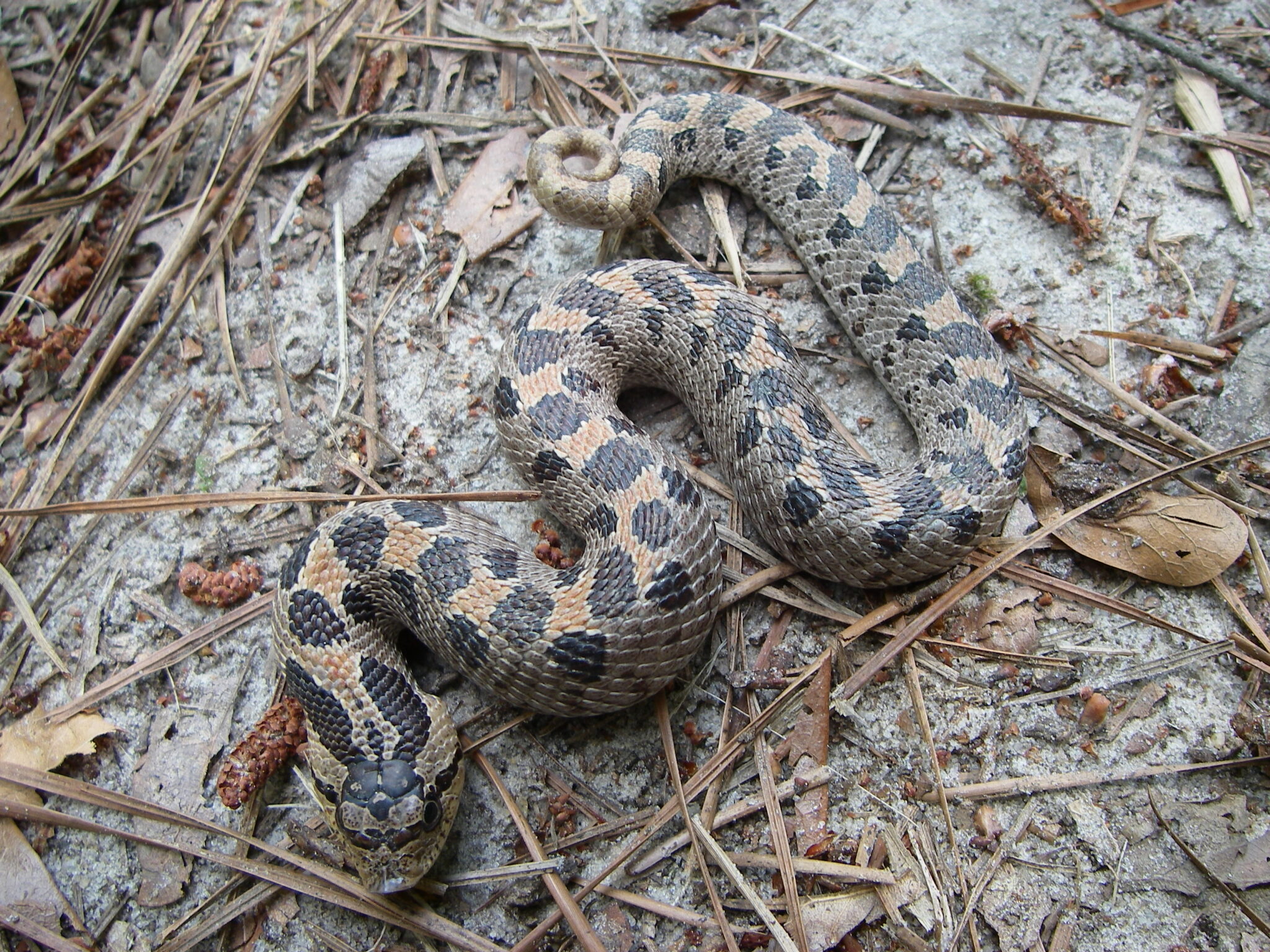 Southern Hognose Snake (Heterodon simus)