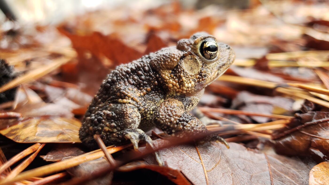 Southern Toad (Bufo [Anaxyrus] terrestris)