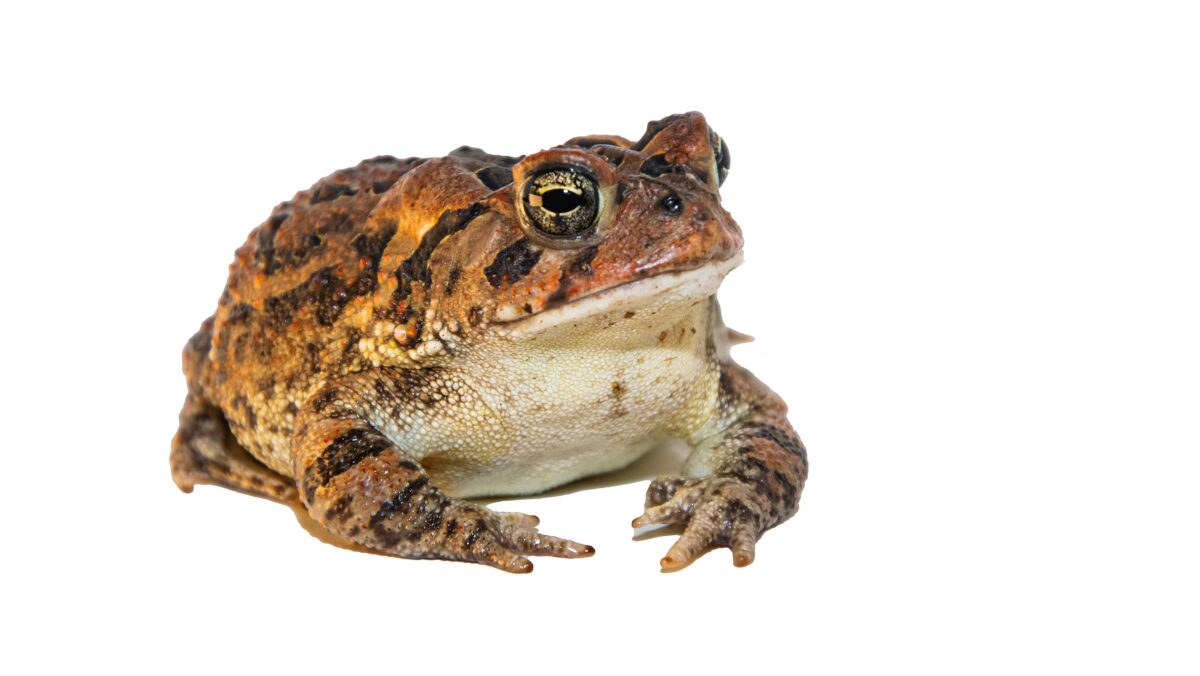 Southern Toad (Bufo [Anaxyrus] terrestris)