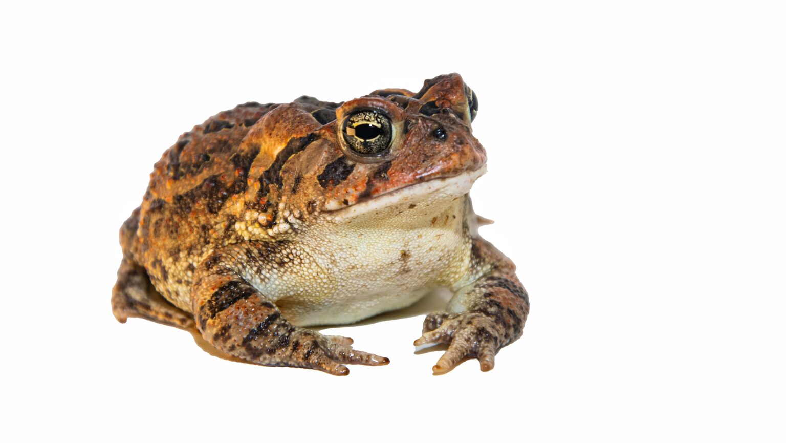 Southern Toad (Bufo [Anaxyrus] terrestris)