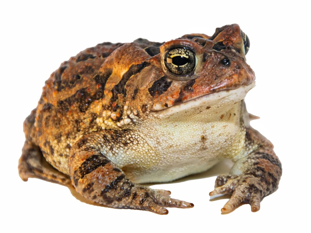 Southern Toad (Bufo [Anaxyrus] terrestris)