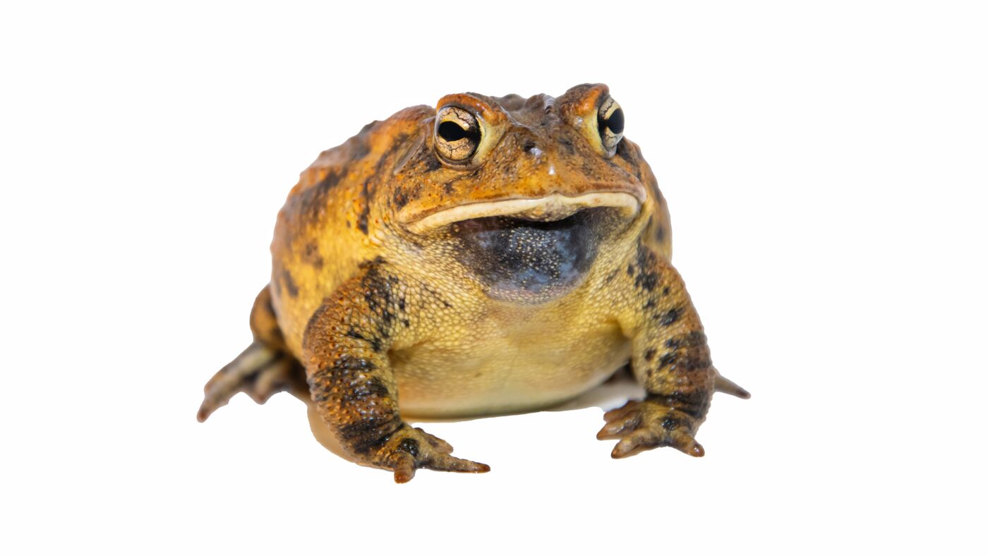 Southern Toad (Bufo [Anaxyrus] terrestris)