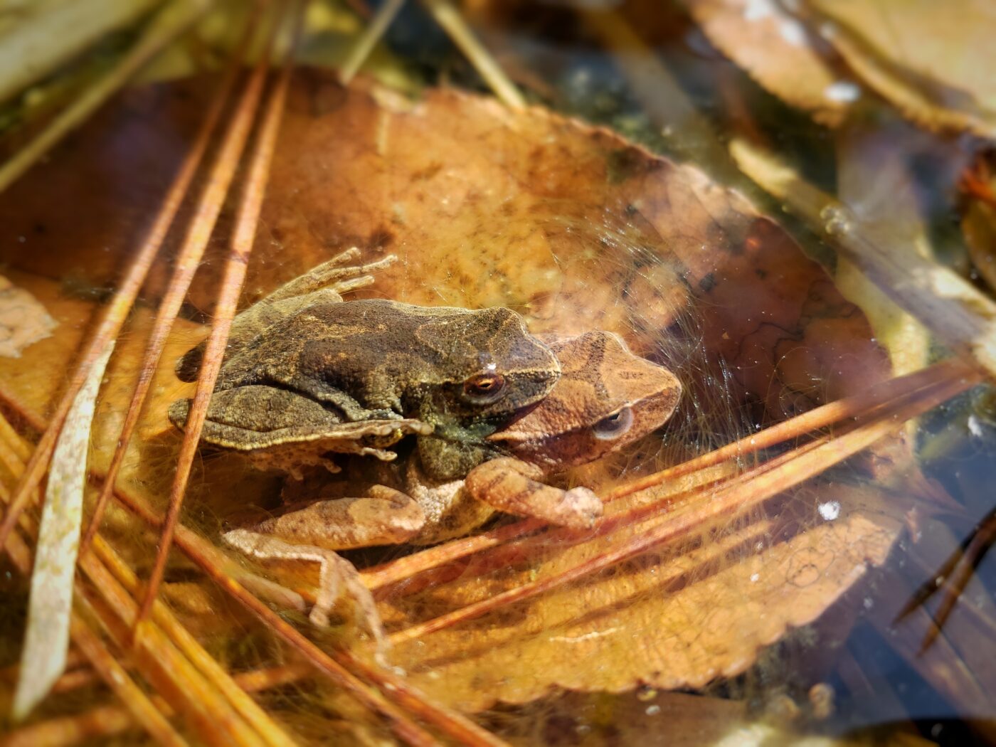 Spring Peeper (Pseudacris crucifer)