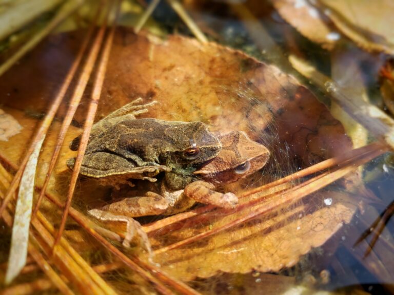 Spring Peeper (Pseudacris crucifer)