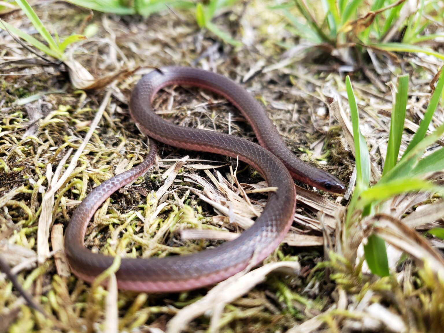 Worm Snake (Carphophis amoenus)