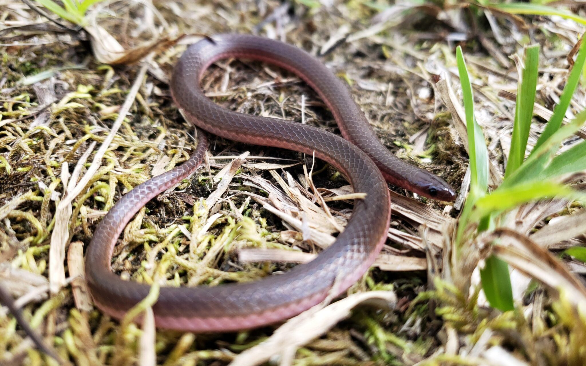 Worm Snake (Carphophis amoenus)