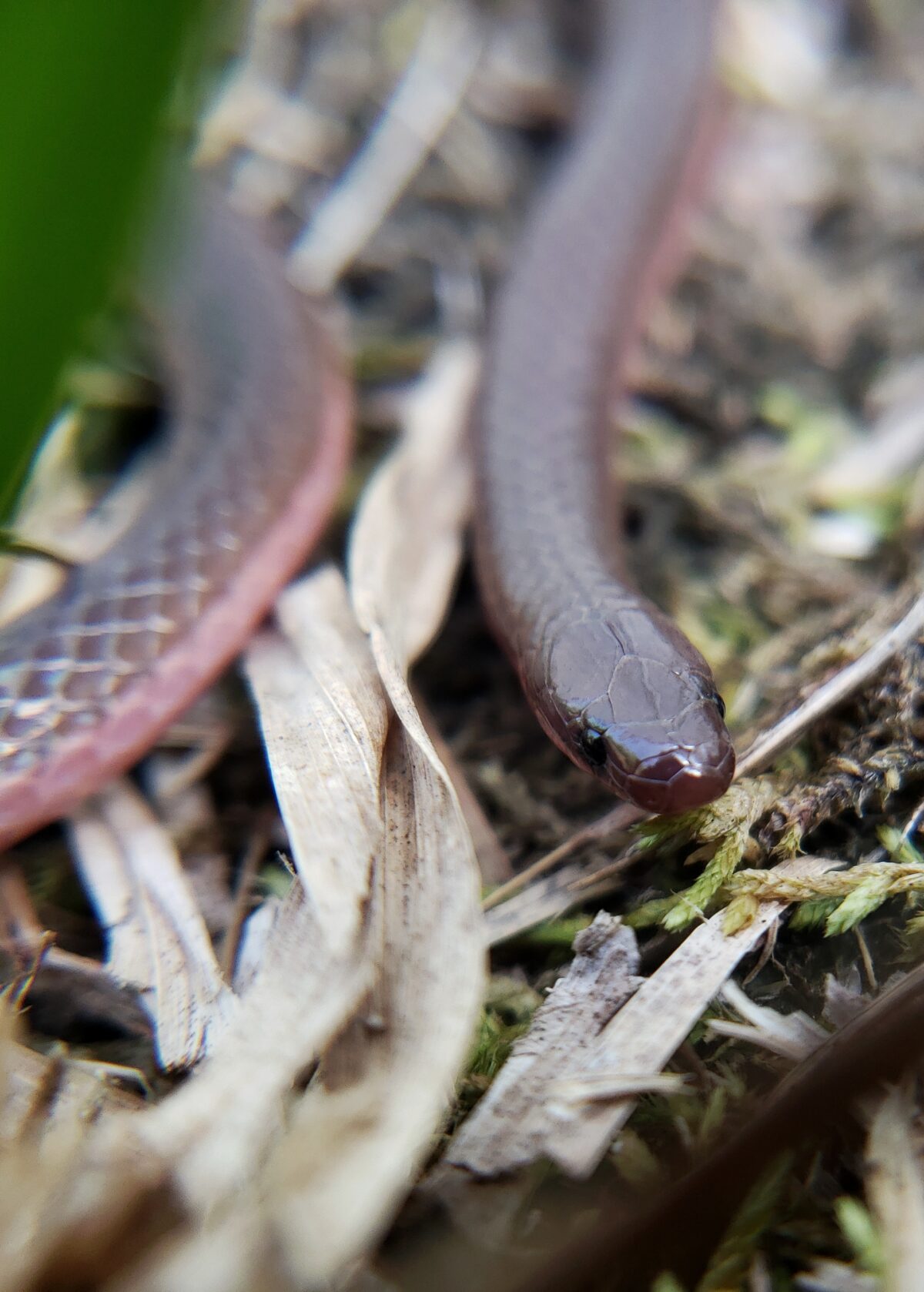 Worm Snake (Carphophis amoenus)