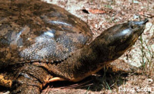 Spiny Softshell (Apalone spinifera)