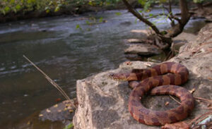 Northern Watersnake (Nerodia sipedon)