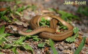 Florida Brown Snake (Storeria victa)