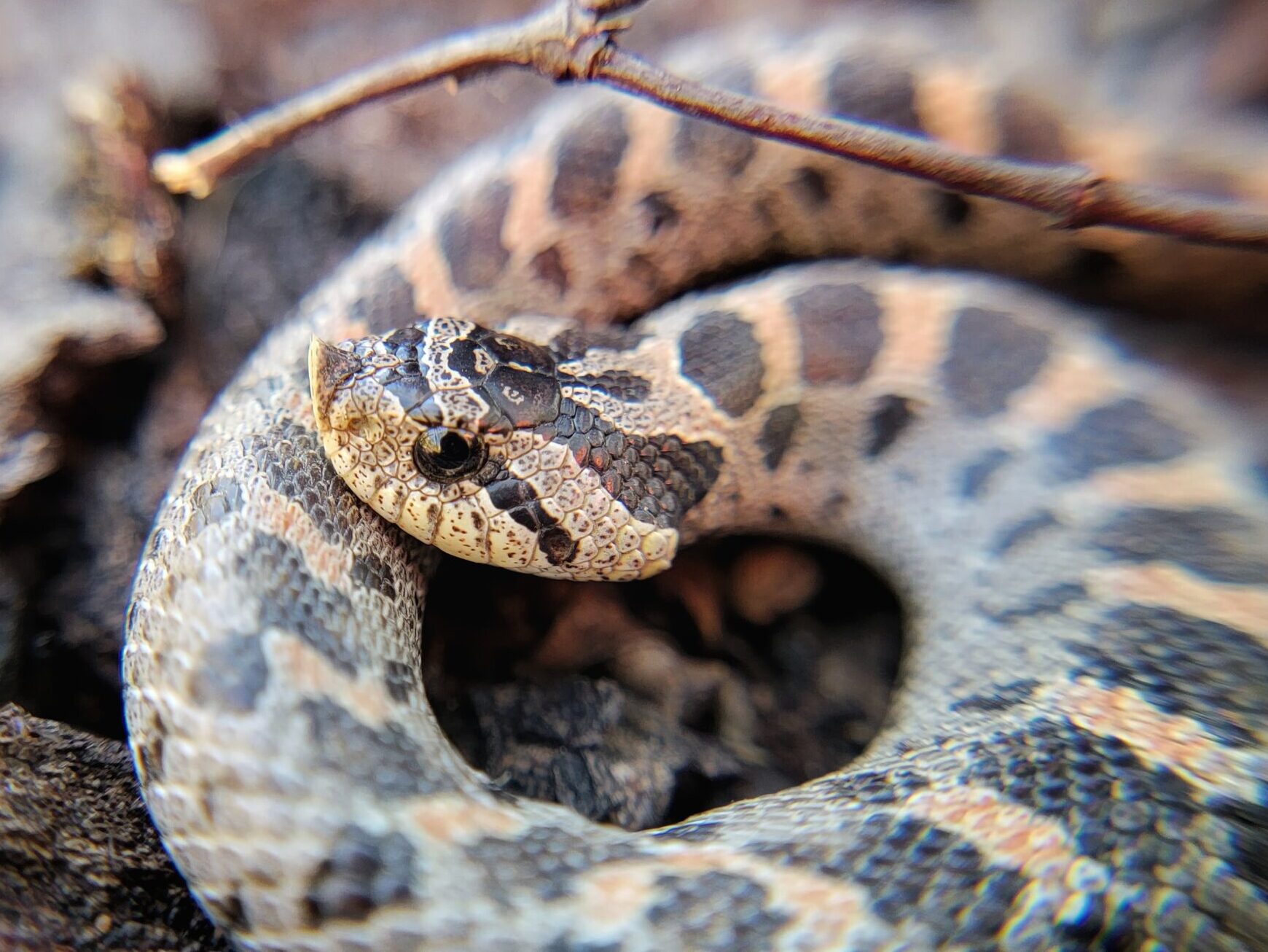 Southern Hognose Snake (Heterodon simus)