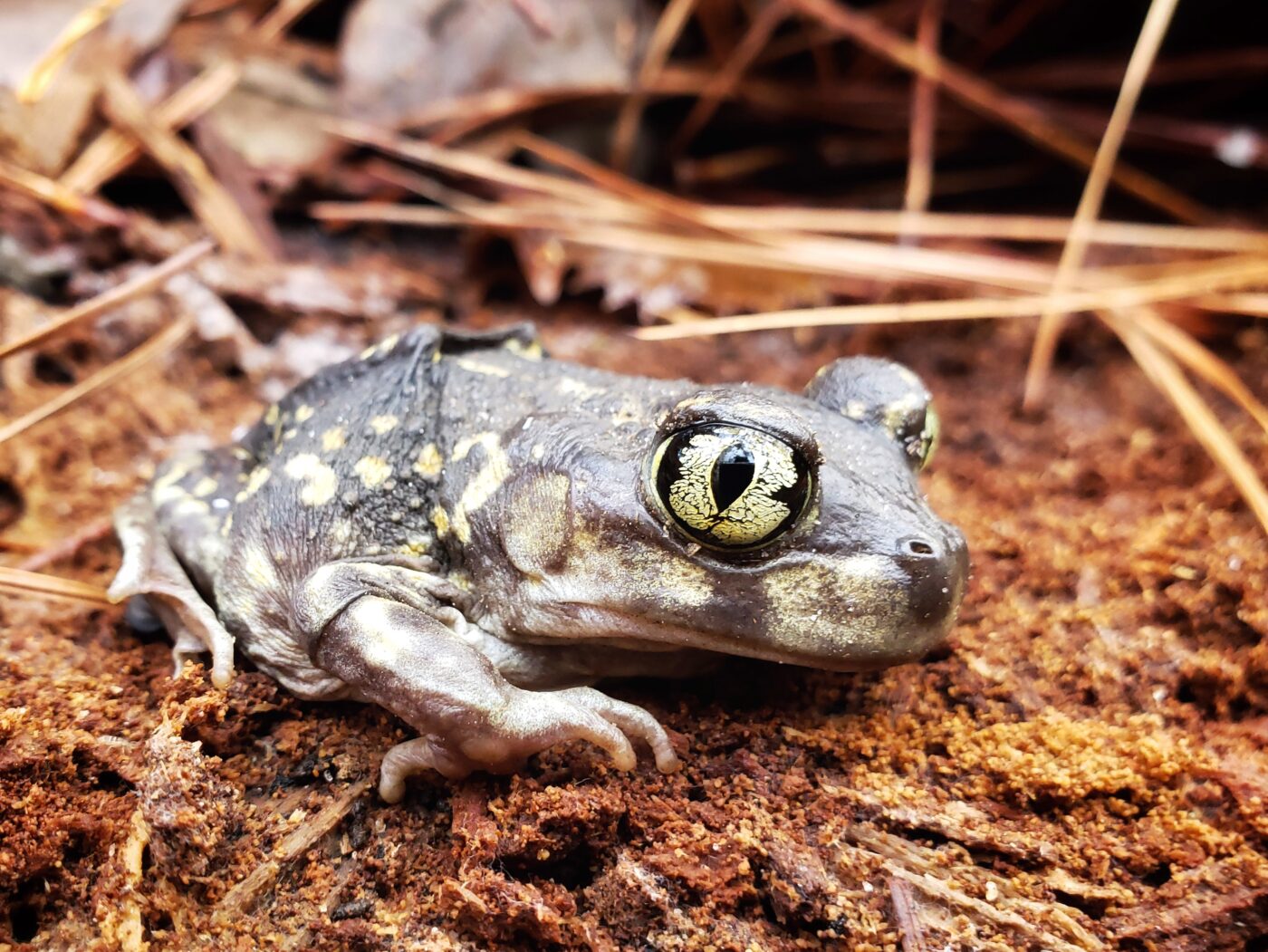 Eastern Spadefoot Toad (Scaphiopus holbrookii)