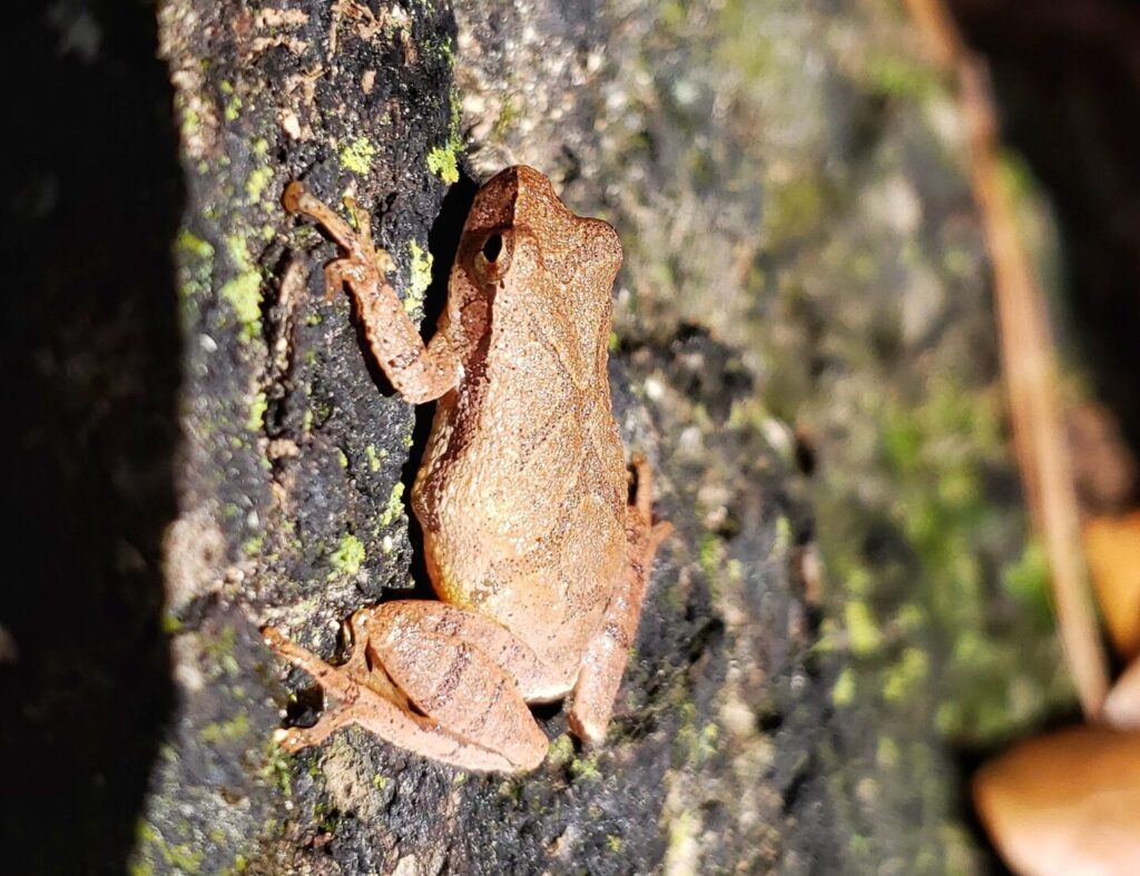 Spring Peeper (Pseudacris crucifer)