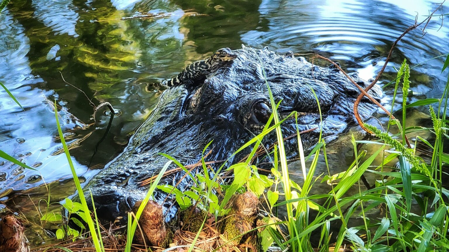Alligators of South Carolina and Georgia
